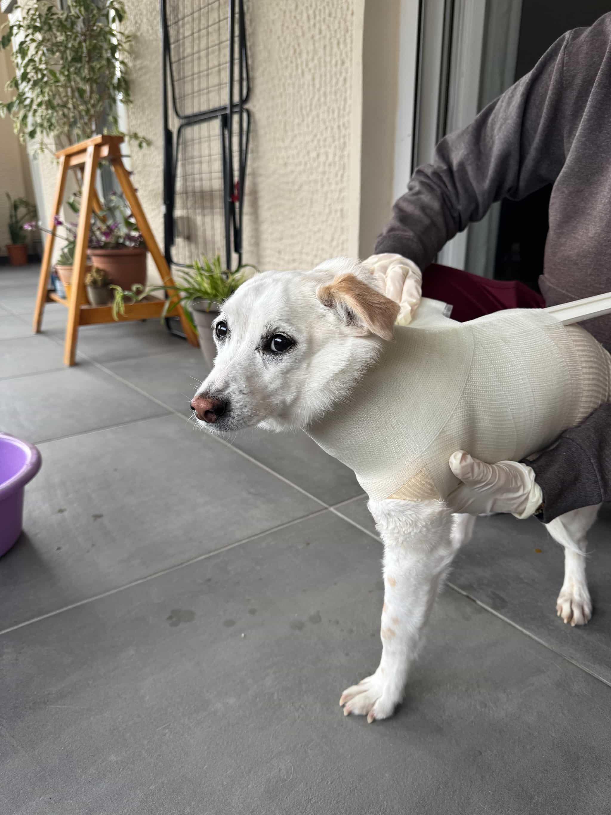 PIVOT - Advanced 3D Prosthetics for Dogs