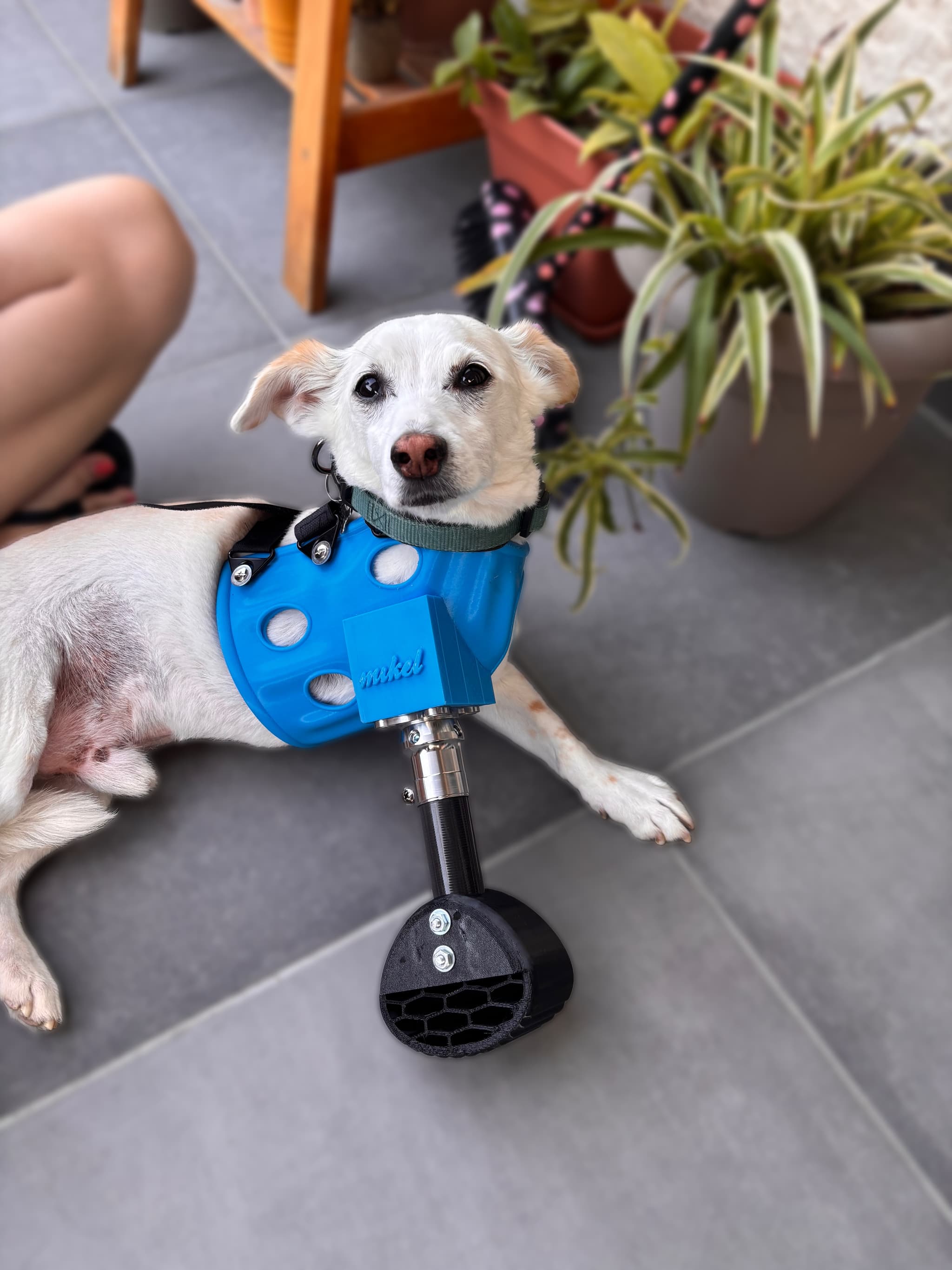 PIVOT - Advanced 3D Prosthetics for Dogs