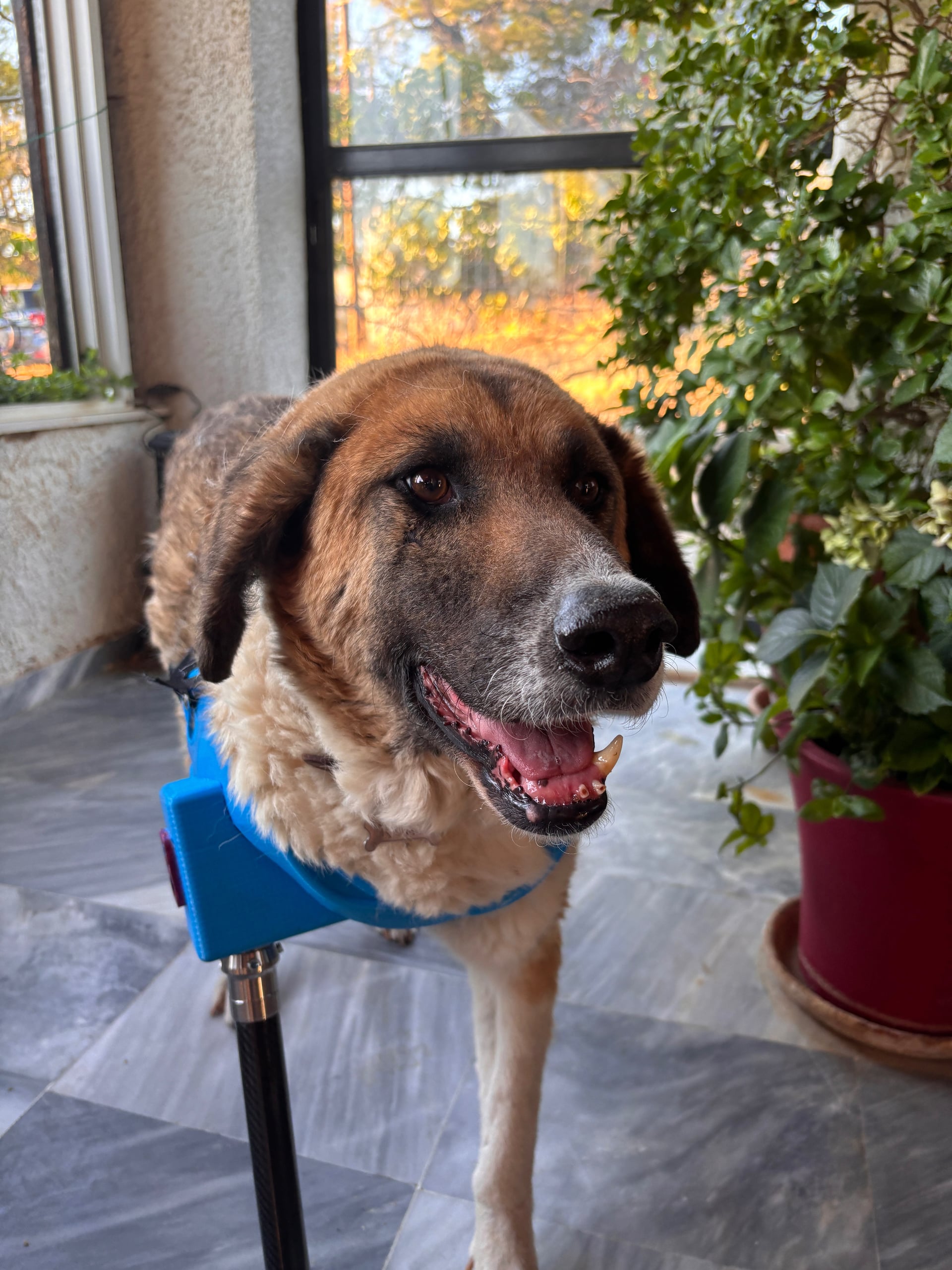 PIVOT - Advanced 3D Prosthetics for Dogs