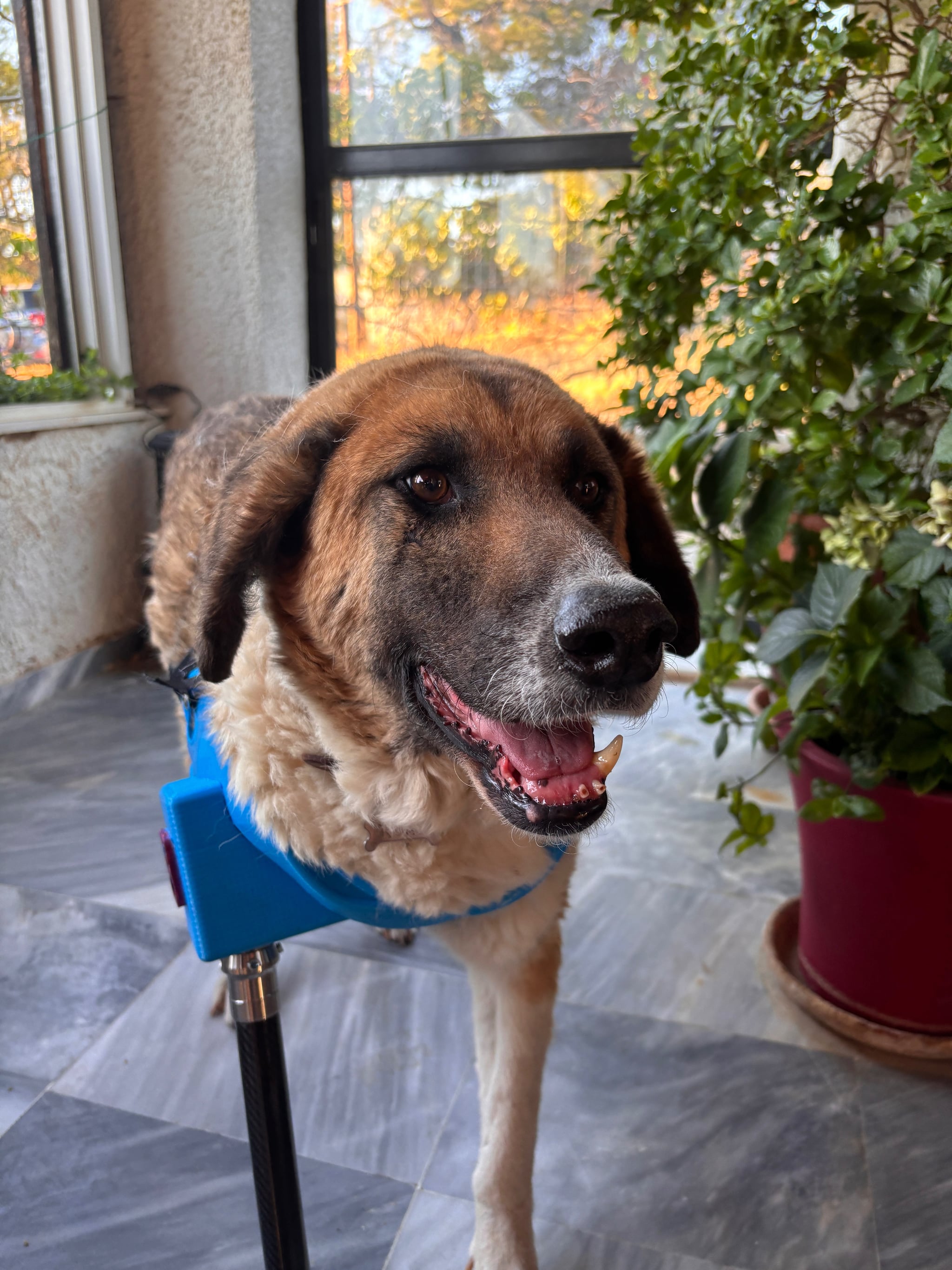 PIVOT - Advanced 3D Prosthetics for Dogs
